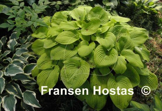 Hosta August Moon - Fransen Hostas